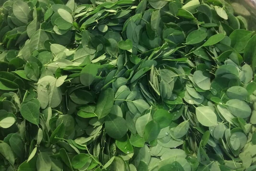 Binagoongang Manok with Malunggay Leaves – A Flavorful Twist on Tinola ...